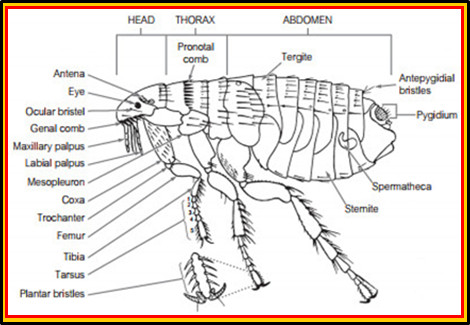 ความรู้เกี่ยวกับเห็บหมัด (Knowledge About Flea Tick) - Dr.ปลวก รับกำจัด ...